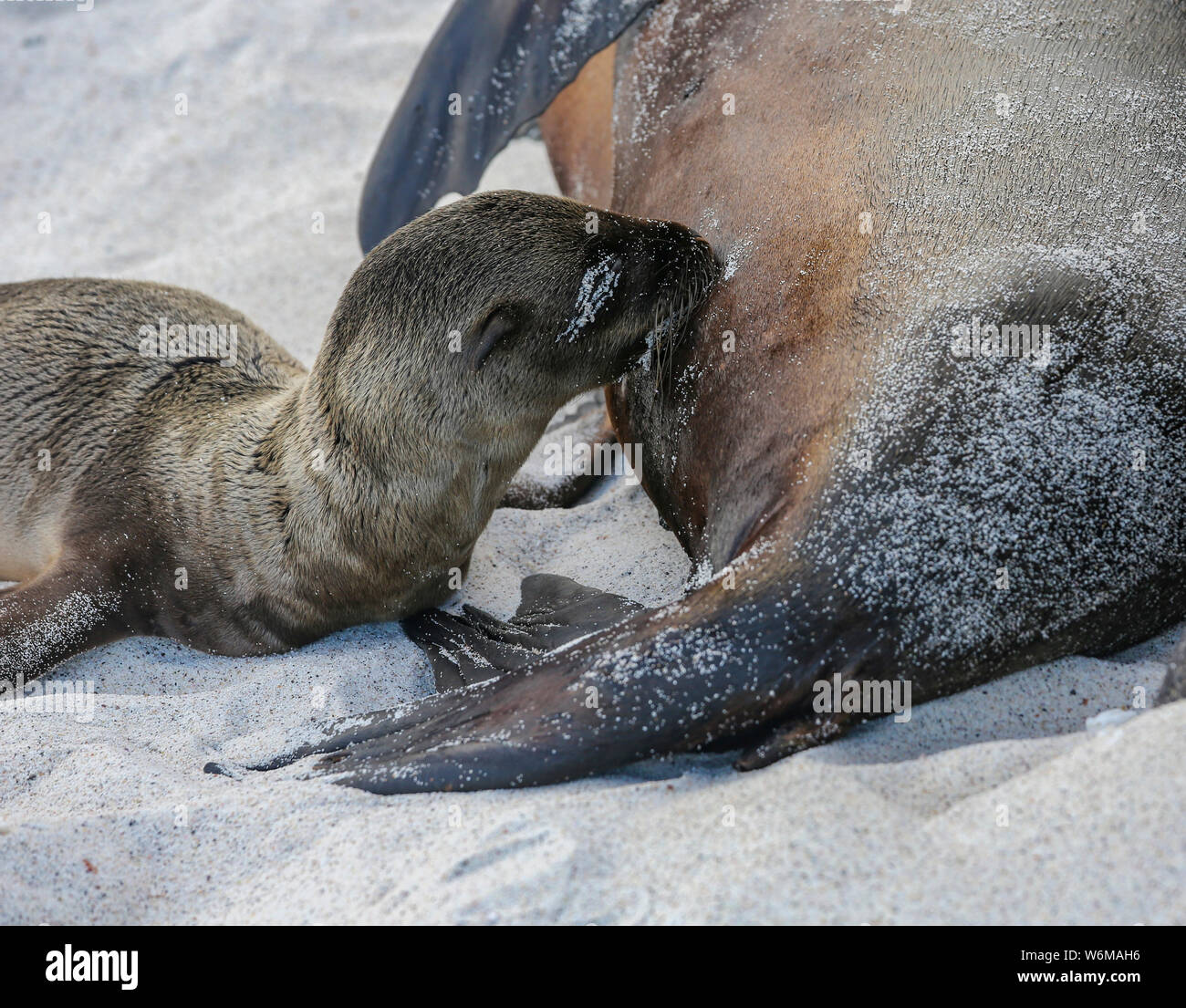 Baby Sea Lion Lies on Sand And Suckles Mother on Galapagos Island Stock ...