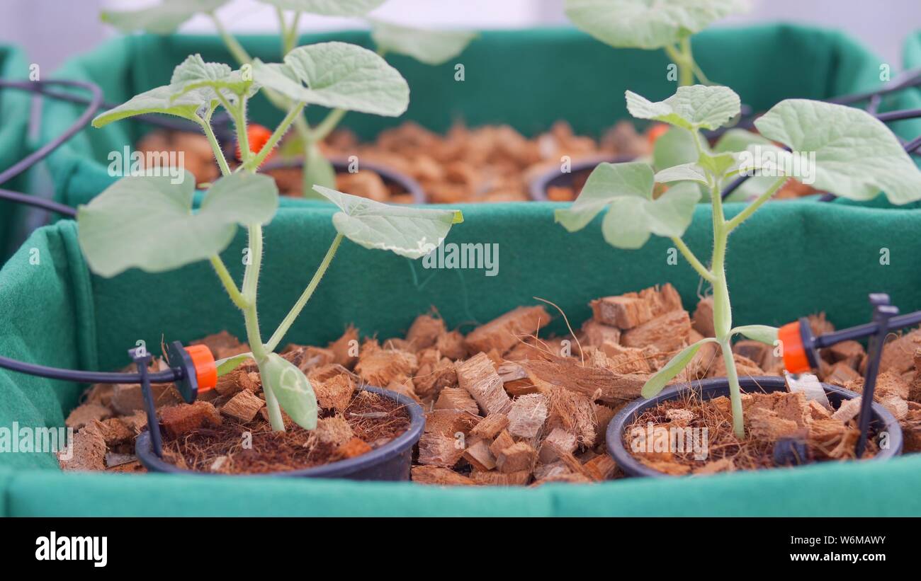 Automatic irrigation system for flowers in the garden Stock Photo - Alamy