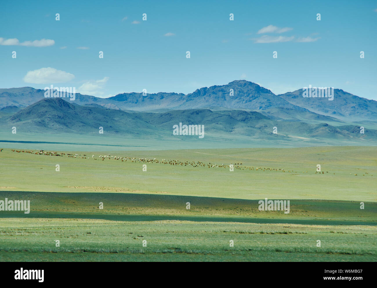 Sheep in mongolian steppe hi-res stock photography and images - Alamy