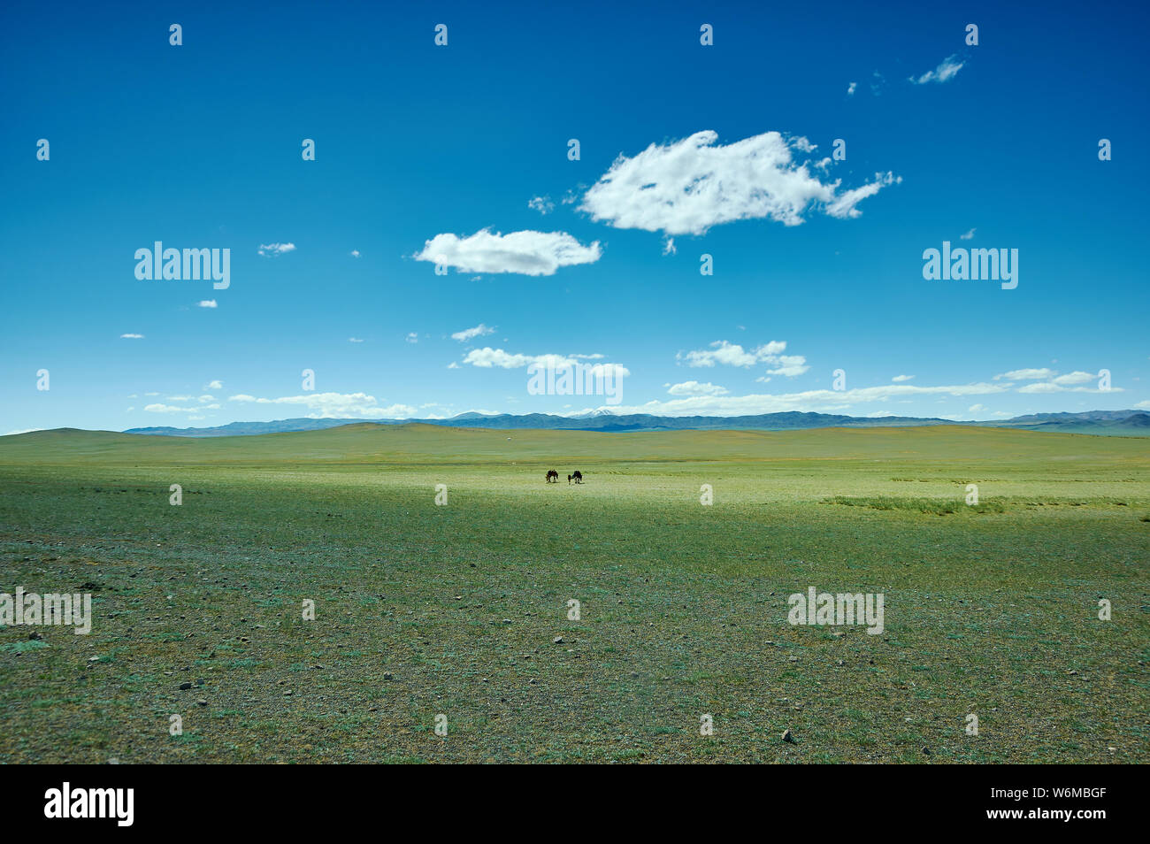 Mare with a cute foal on the pasture, Typical Mongolian landscape, Uvs ...