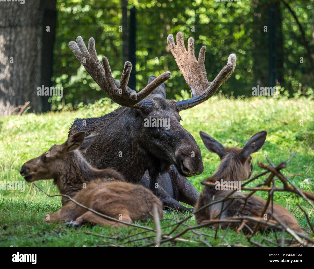 European Moose, Alces alces, also known as the elk. Wild life animal ...