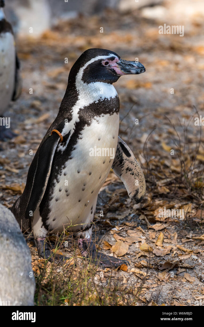 The Humboldt Penguin, Spheniscus humboldti also termed Peruvian penguin ...