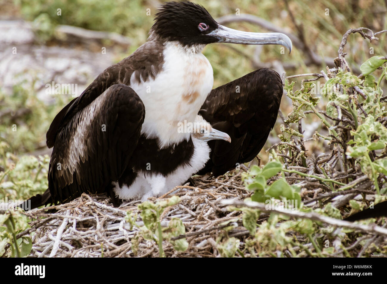 Frigatebird Female Sitting on Nest With Chick on Galapagos Island Stock ...