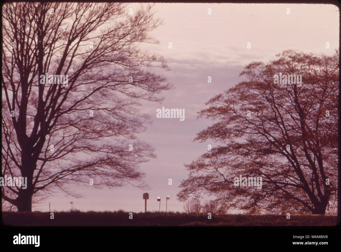 TREES FRAME MAIL AND NEWSPAPER BOXES ALONG LAKE FRONT ROAD AT BASS LAKE ...