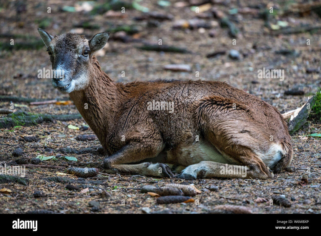 The European mouflon, Ovis orientalis musimon is the westernmost and ...