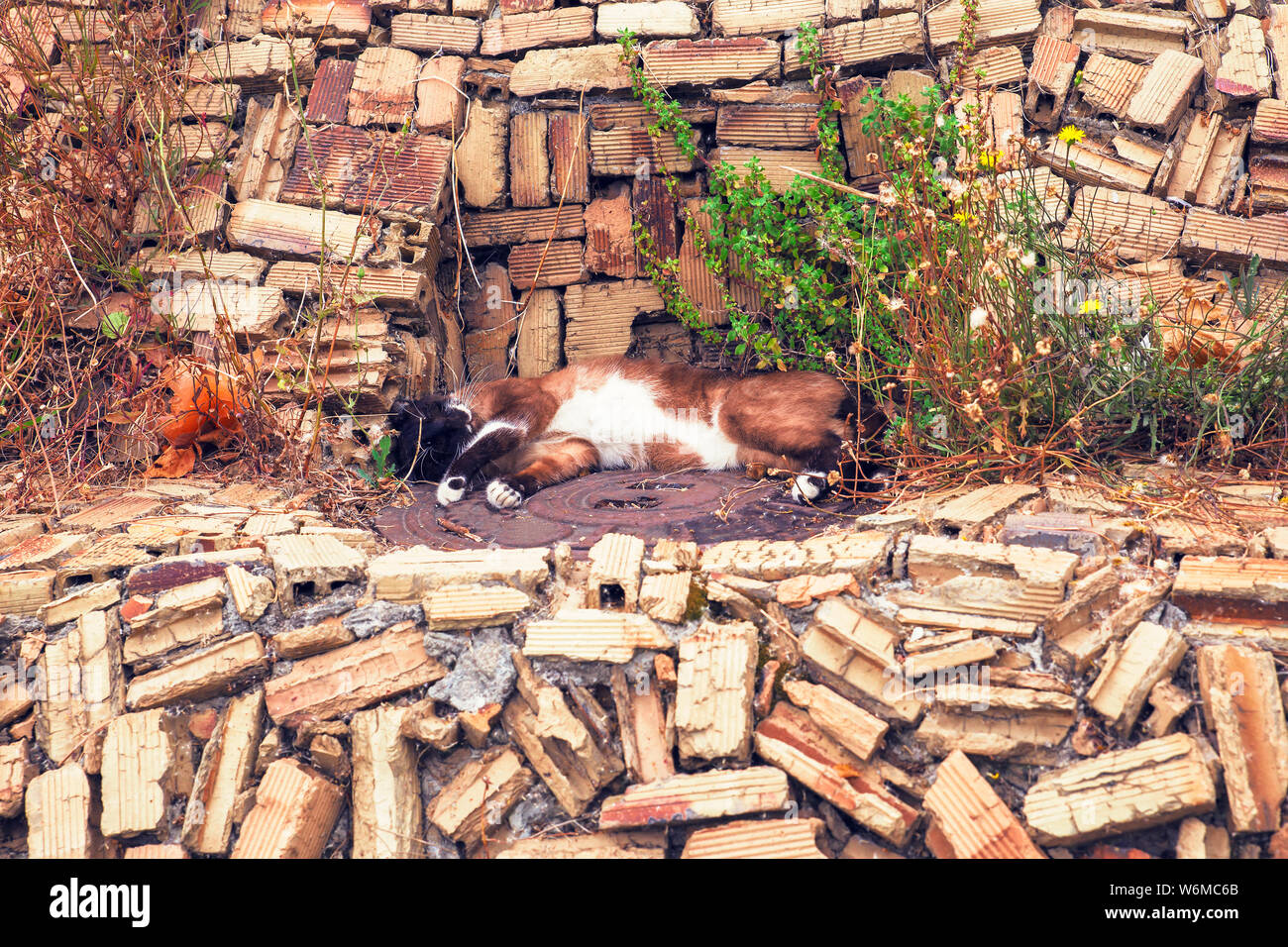 Masonry cat hi-res stock photography and images - Alamy