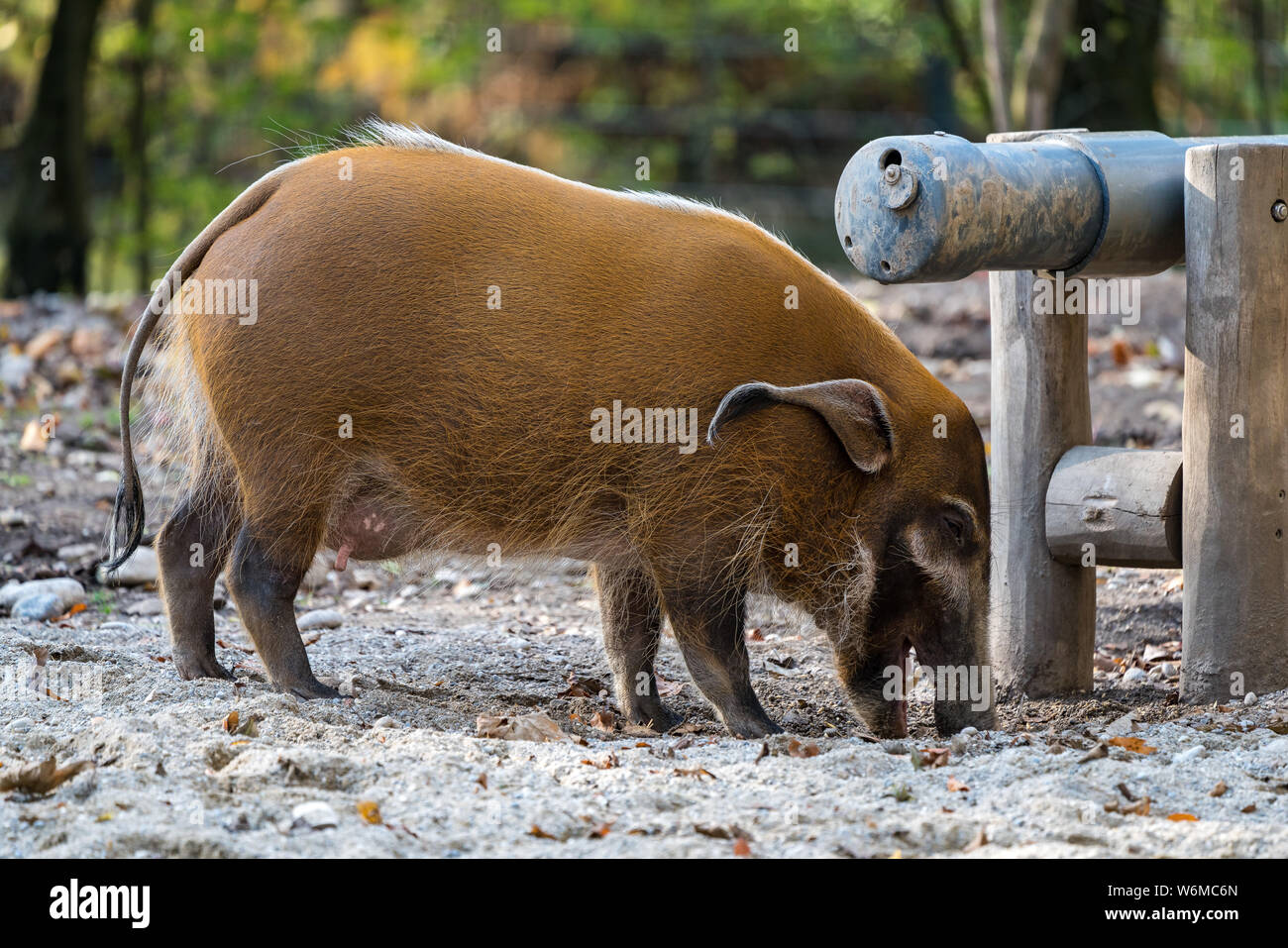 Red river hog, Potamochoerus porcus, also known as the bush pig. This ...