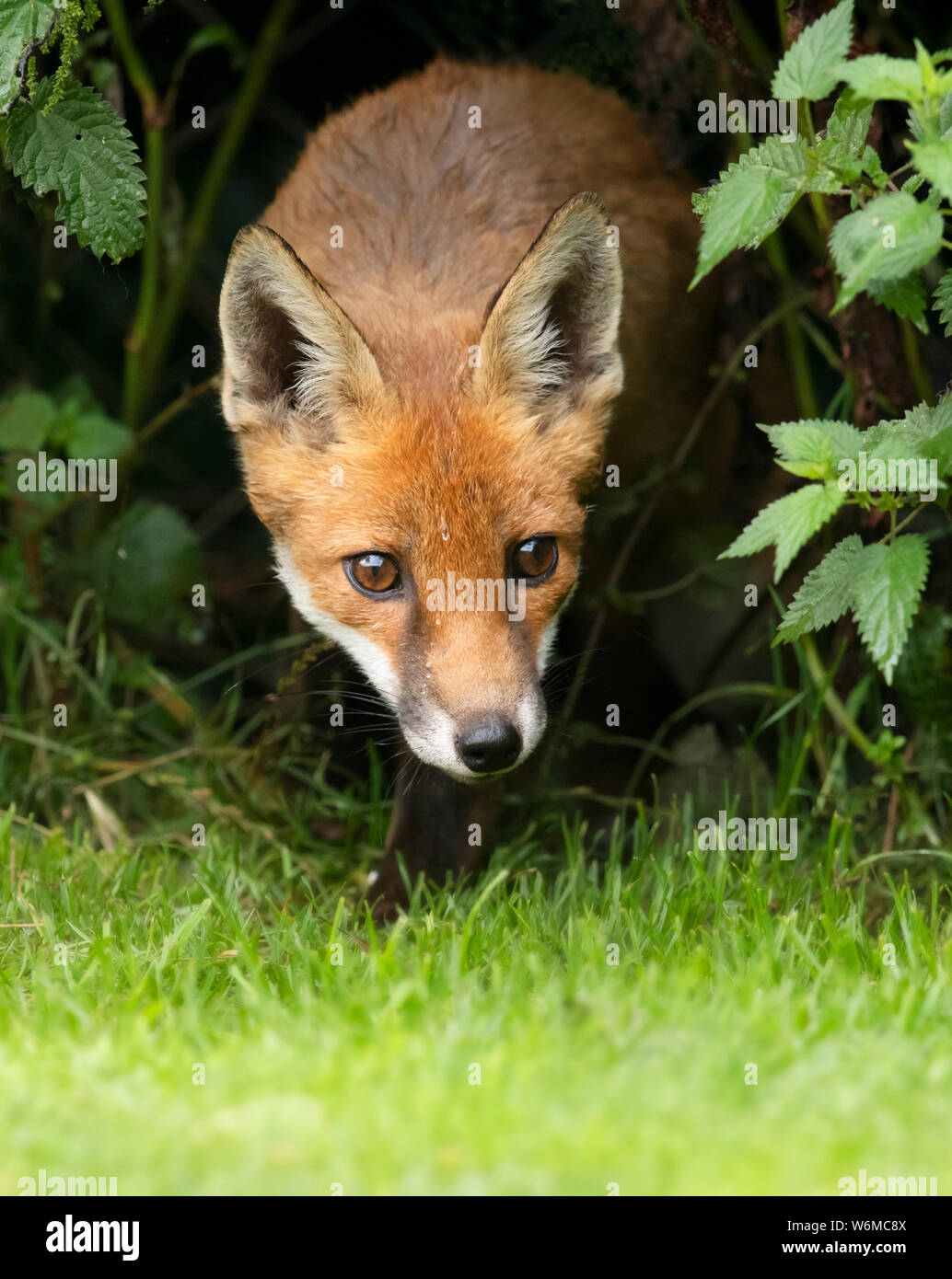 A wild Red Fox (Vulpes vulpes) emerges cautiously from the undergrowth, Warwickshire Stock Photo ...