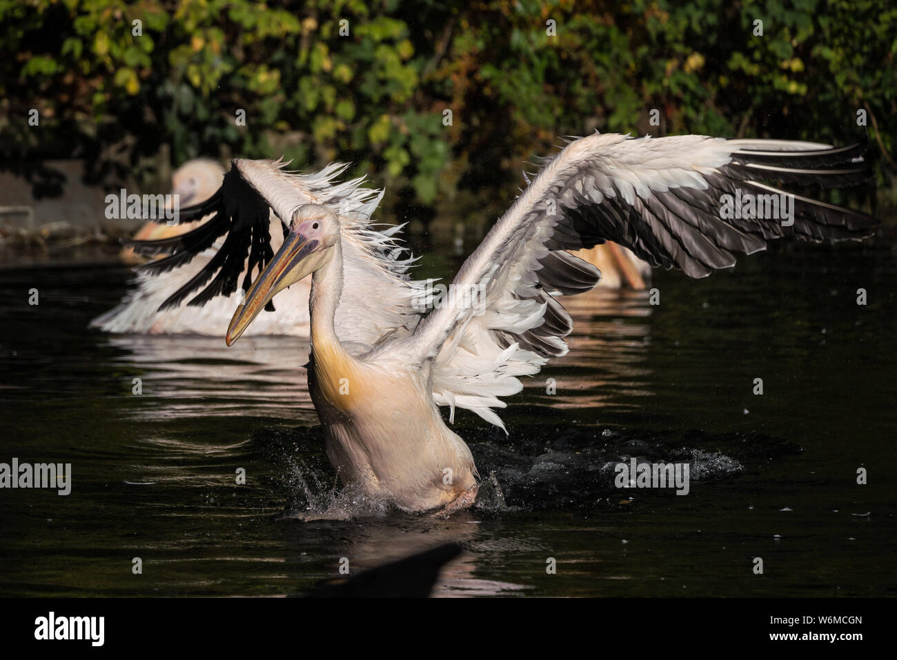 The Great White Pelican, Pelecanus onocrotalus also known as the rosy ...