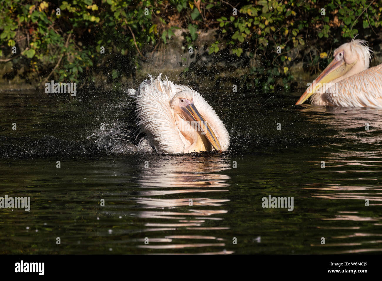 The Great White Pelican, Pelecanus onocrotalus also known as the rosy ...