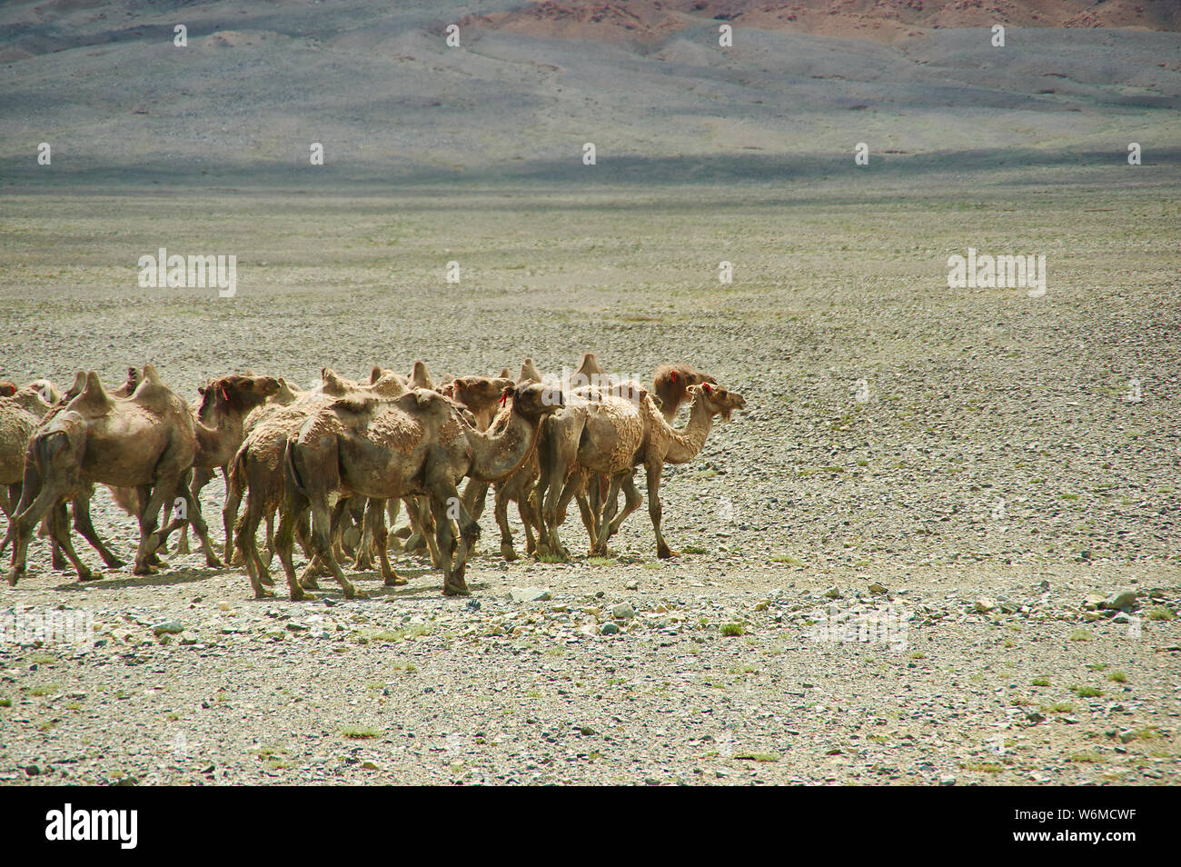 Bactrian or two-humped camel Gobi desert, Mongolia Stock Photo - Alamy