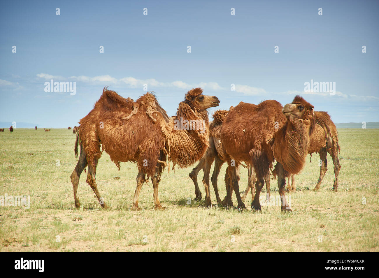 Bactrian or two-humped camel Gobi desert, Mongolia Stock Photo - Alamy