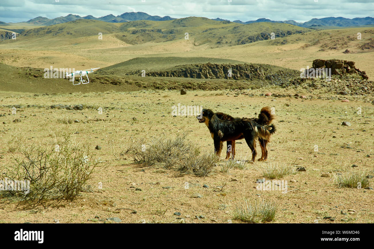 Mongolian Mountain Dog