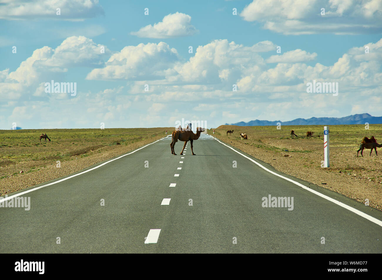 Camels cross the highway, Bactrian or two-humped camel Gobi desert ...