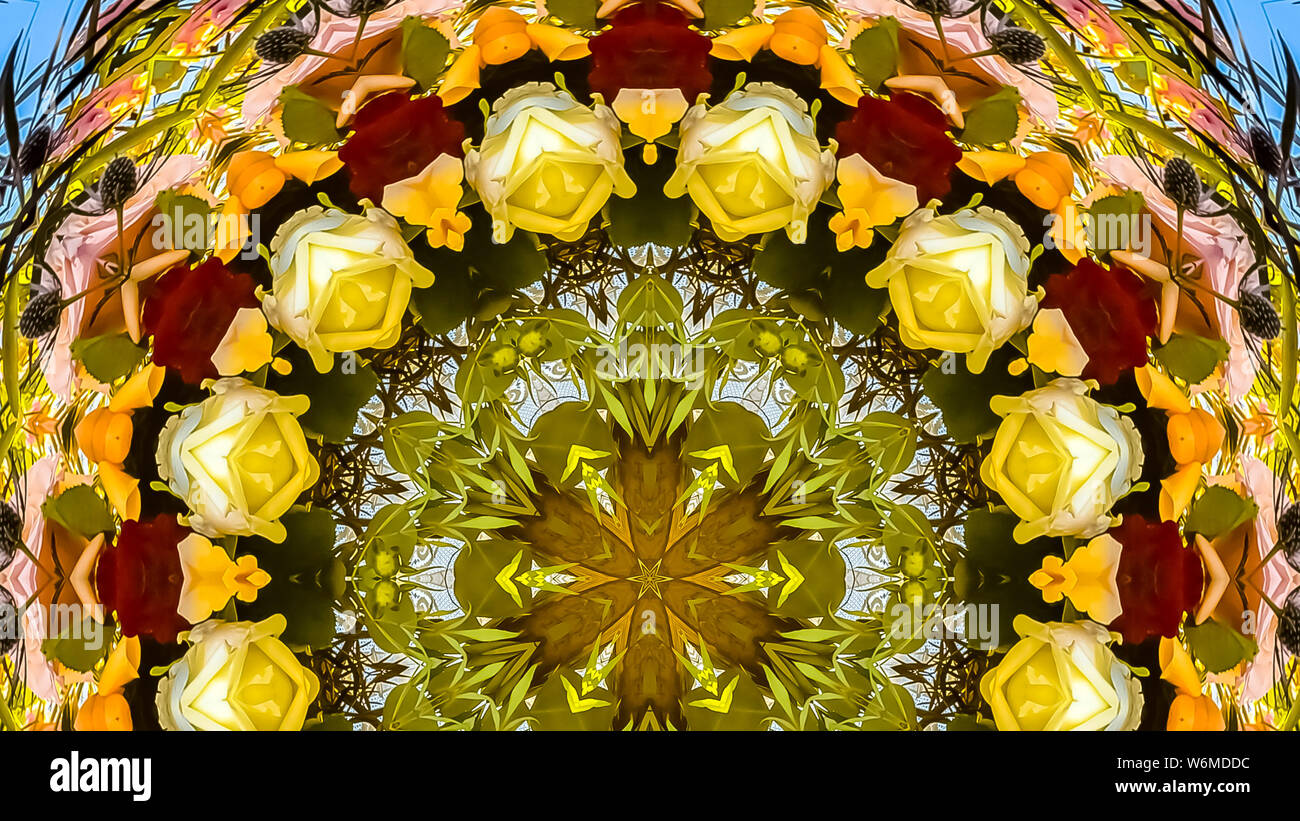 Panorama Rose design in a circle with green leaves and sky Stock Photo ...