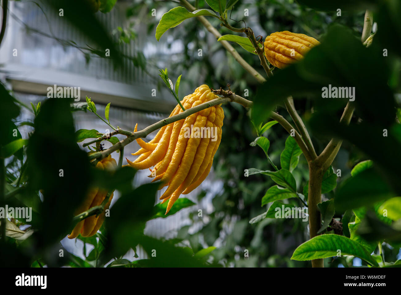 Citrus medica var. sarcodactylis, or the fingered citron, is an ...