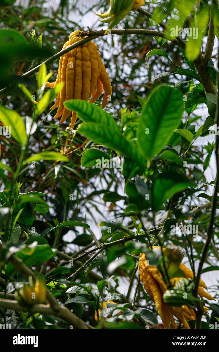 Citrus medica var. sarcodactylis, or the fingered citron, is an ...