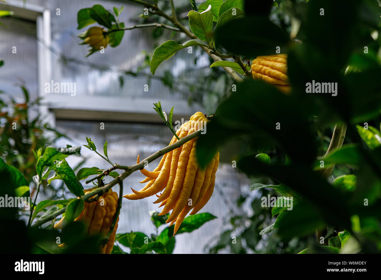 Citrus medica var. sarcodactylis, or the fingered citron, is an ...