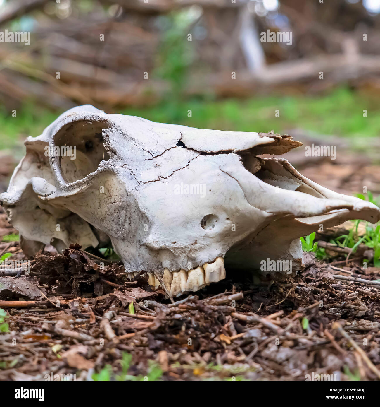 Square White skull of a dead animal in the forest with trees in the ...