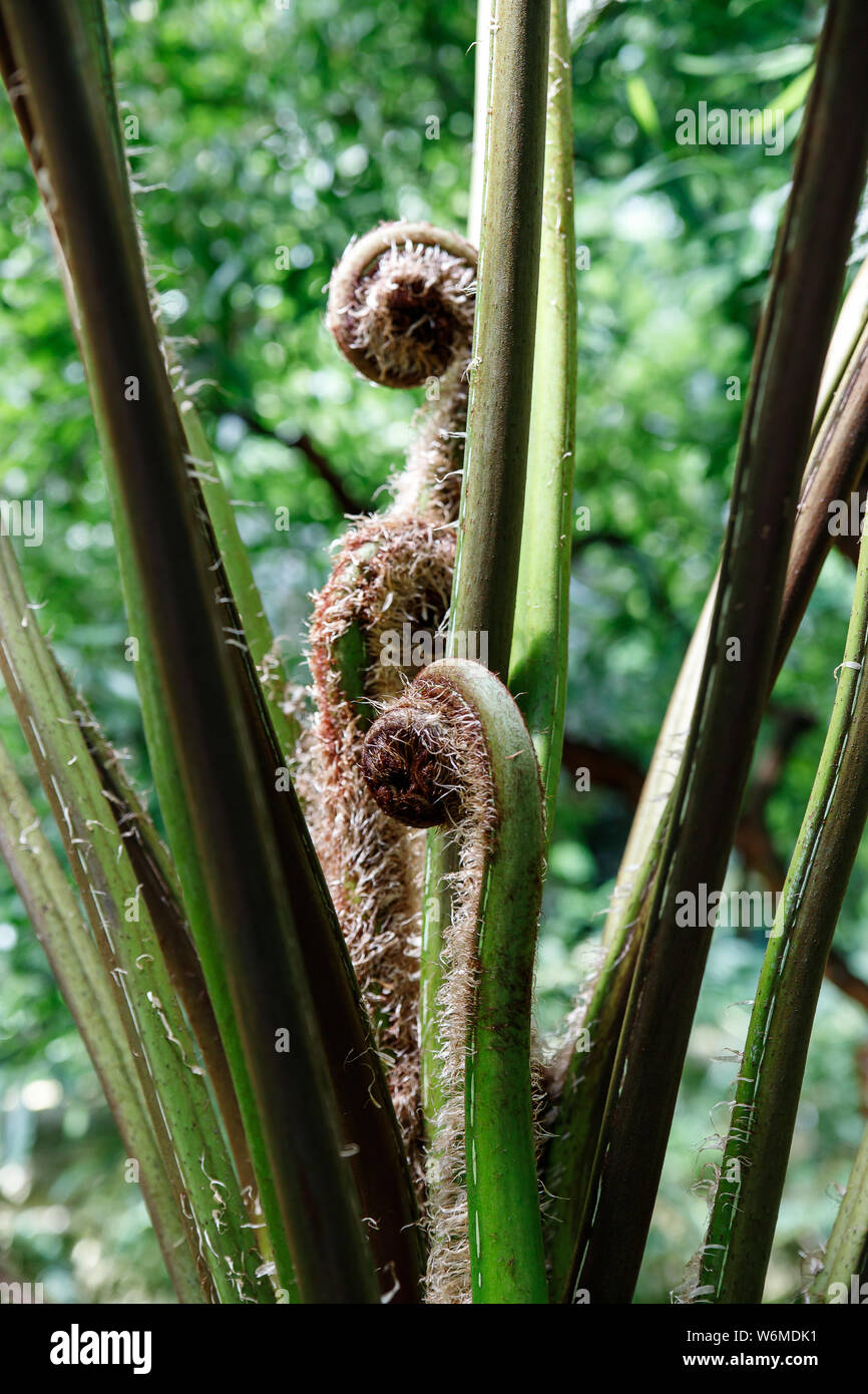 green fern petals. Garden ornamental fern- Nephrolepis cordifolia ...