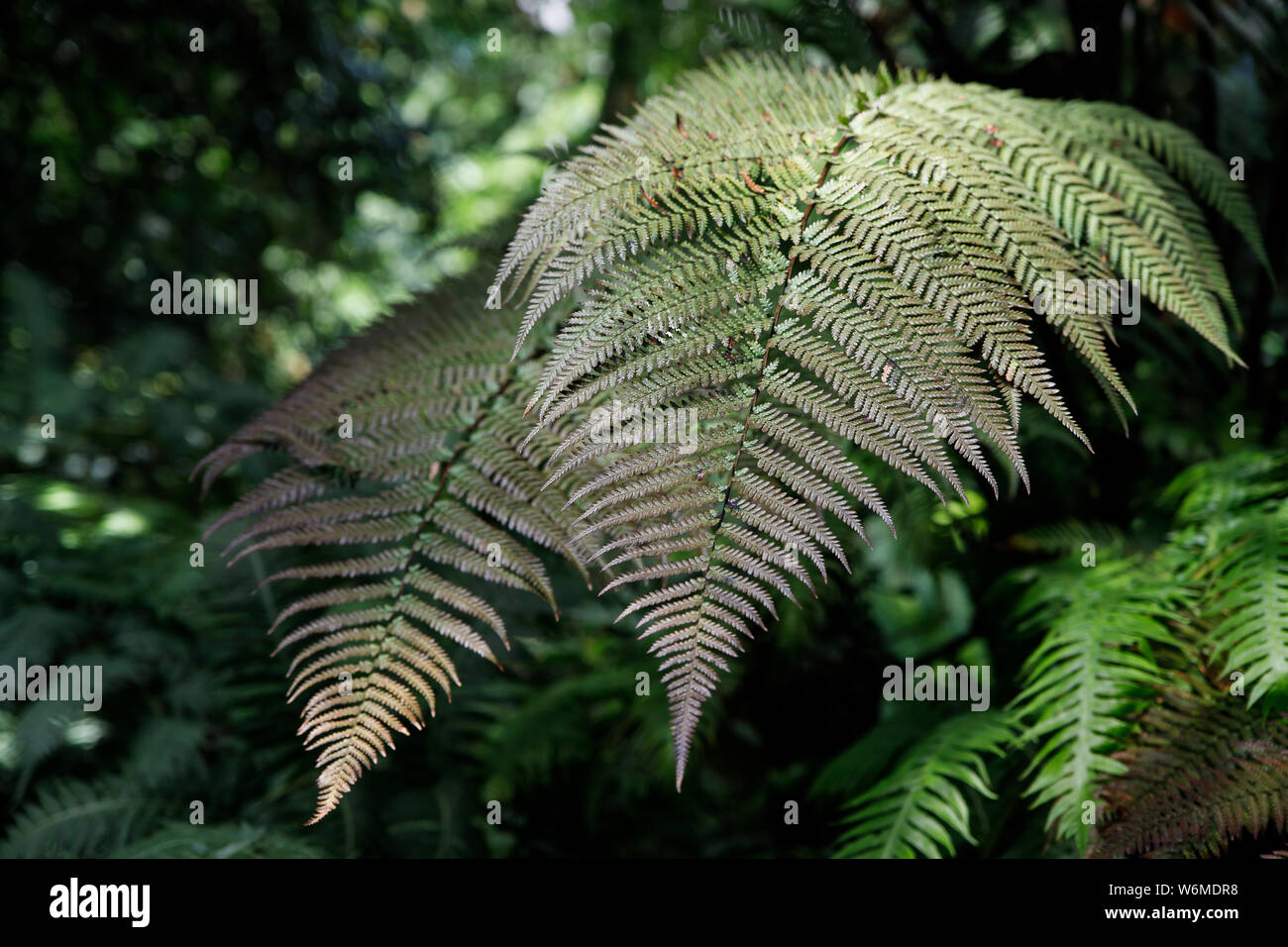 green fern petals. Garden ornamental fern- Nephrolepis cordifolia ...