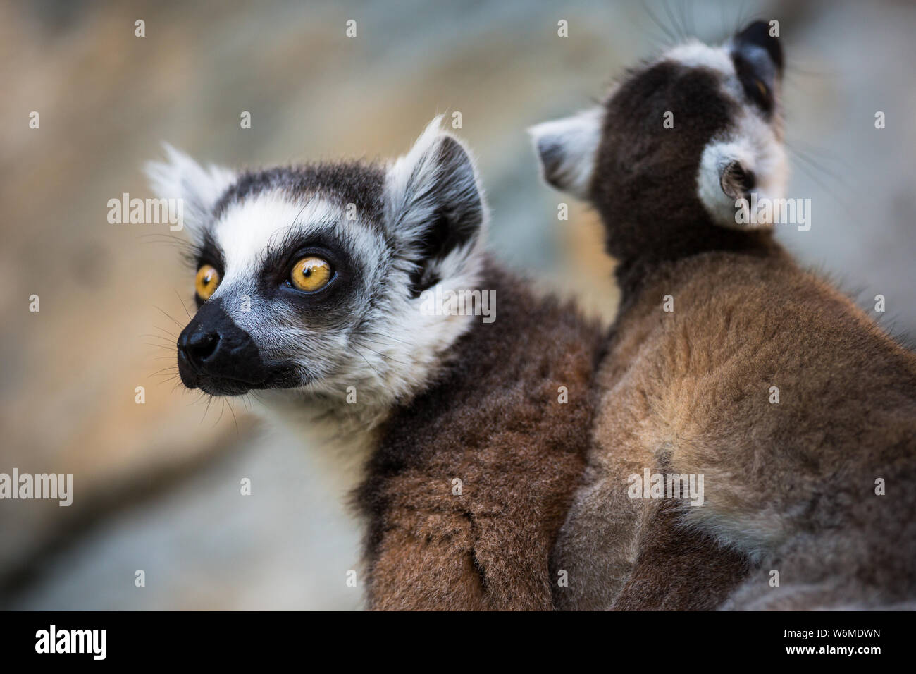 Lemur kata (Lemur catta Stock Photo - Alamy