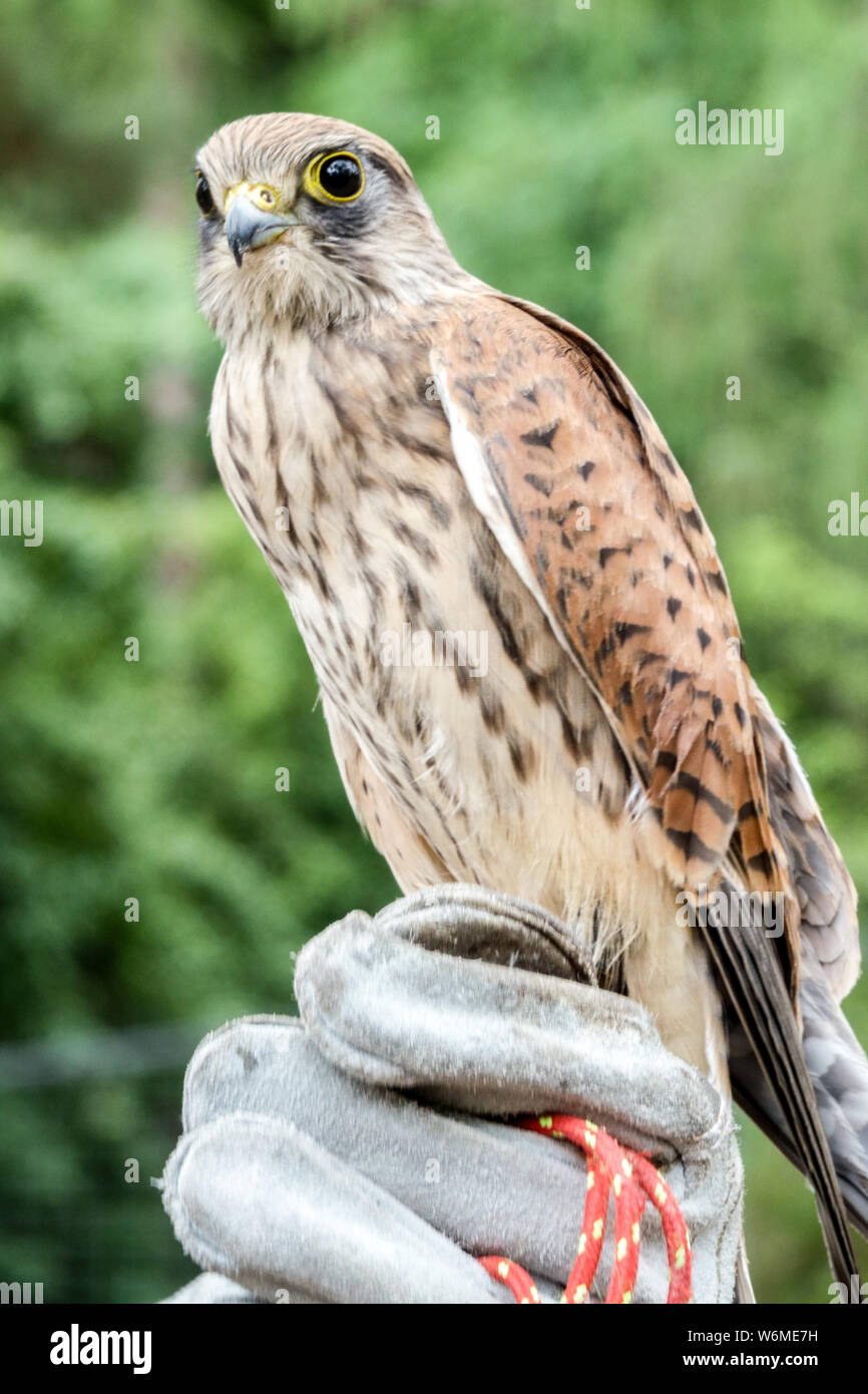 Falco Falconry High Resolution Stock Photography and Images - Alamy