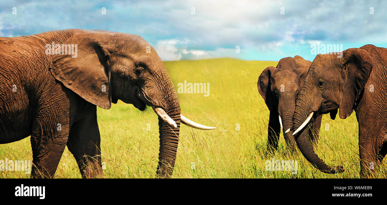 Three adult african elephants (Loxodonta africana) grazing in the ...