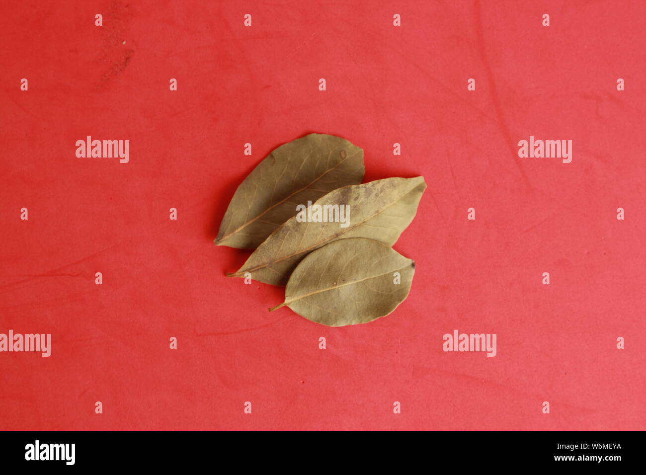 bay leaves in colorful background Stock Photo - Alamy