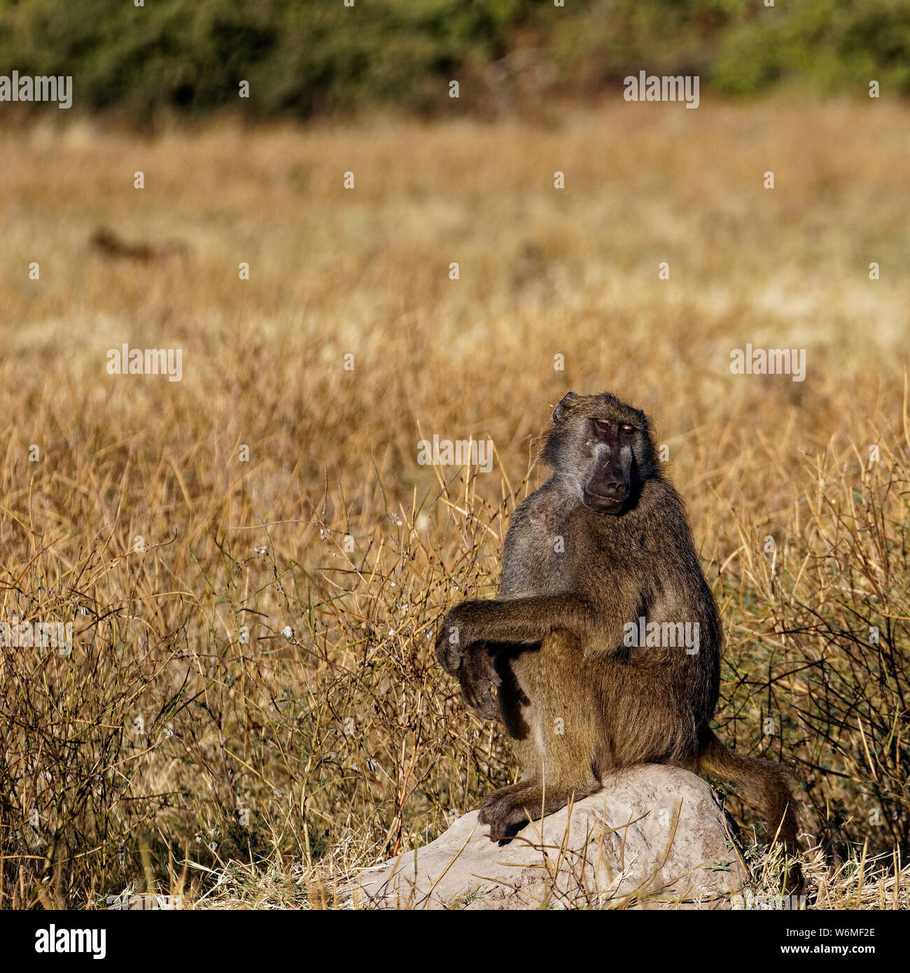 The big yawning of a baboon hi-res stock photography and images - Alamy