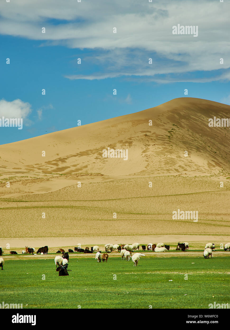 Sands Mongol Els, Herd of animals grazed on the grass Stock Photo - Alamy