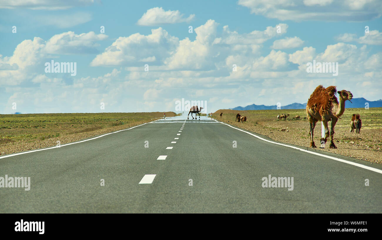 Camels cross hi-res stock photography and images - Alamy