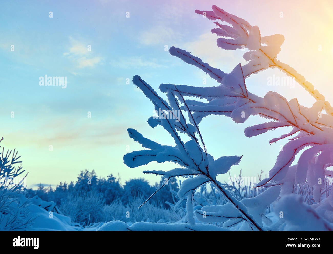 Beautiful Christmas landscape, Against the sunset sky, Snow covered ...