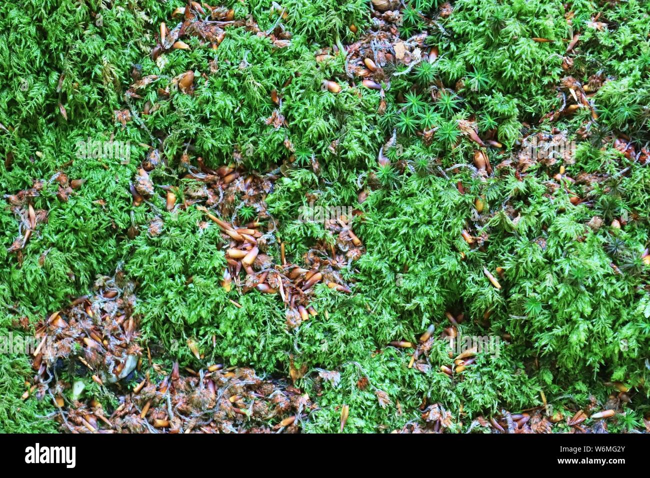 Detailed view on forest ground textures with branches and leaves Stock ...
