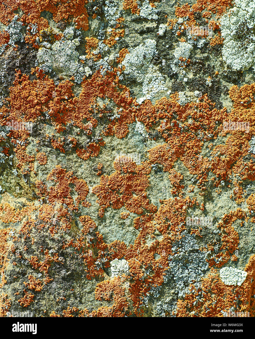 Mongolian Structure of surface of the stone,, large stone pattern Stock ...