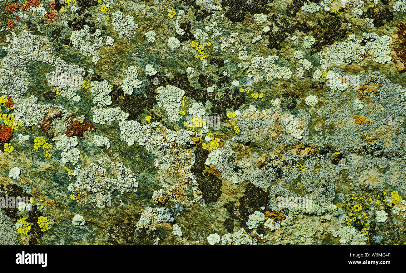 Mongolian Structure of surface of the stone,, large stone pattern Stock ...