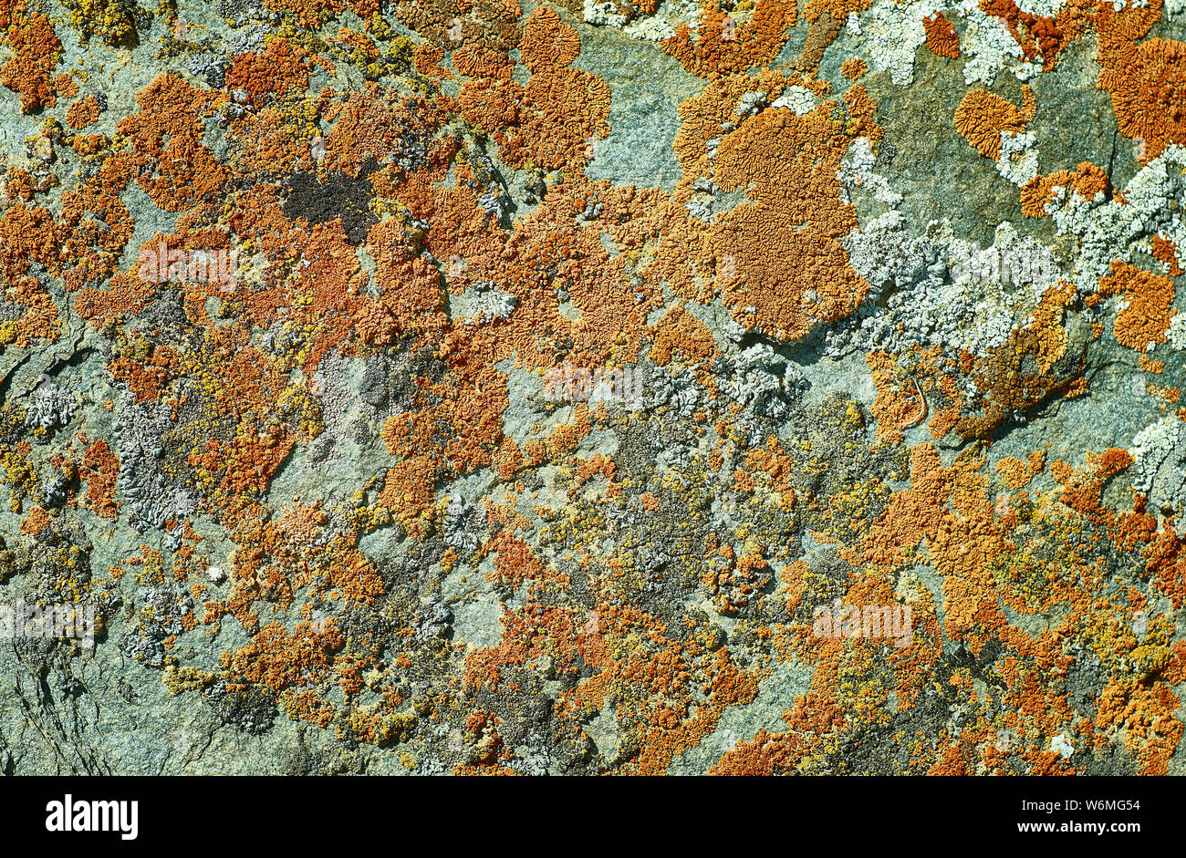 Mongolian Structure of surface of the stone,, large stone pattern Stock ...