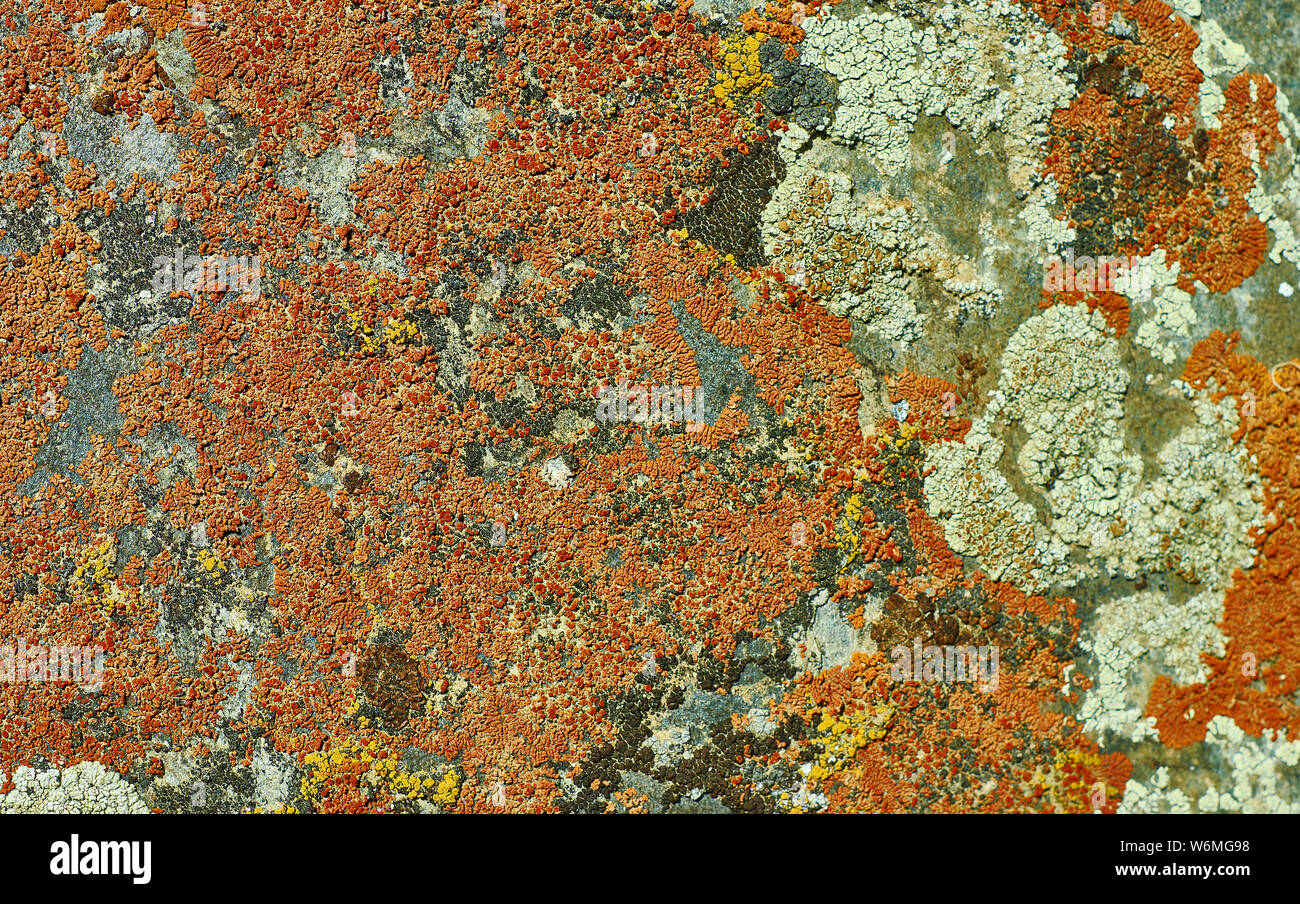 Mongolian Structure of surface of the stone,, large stone pattern Stock ...