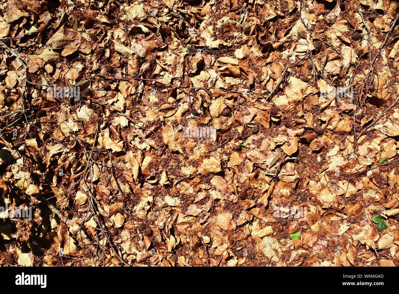 Detailed view on forest ground textures with branches and leaves Stock ...