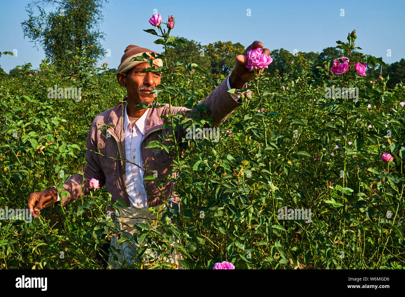 Man picking roses india hi-res stock photography and images - Alamy
