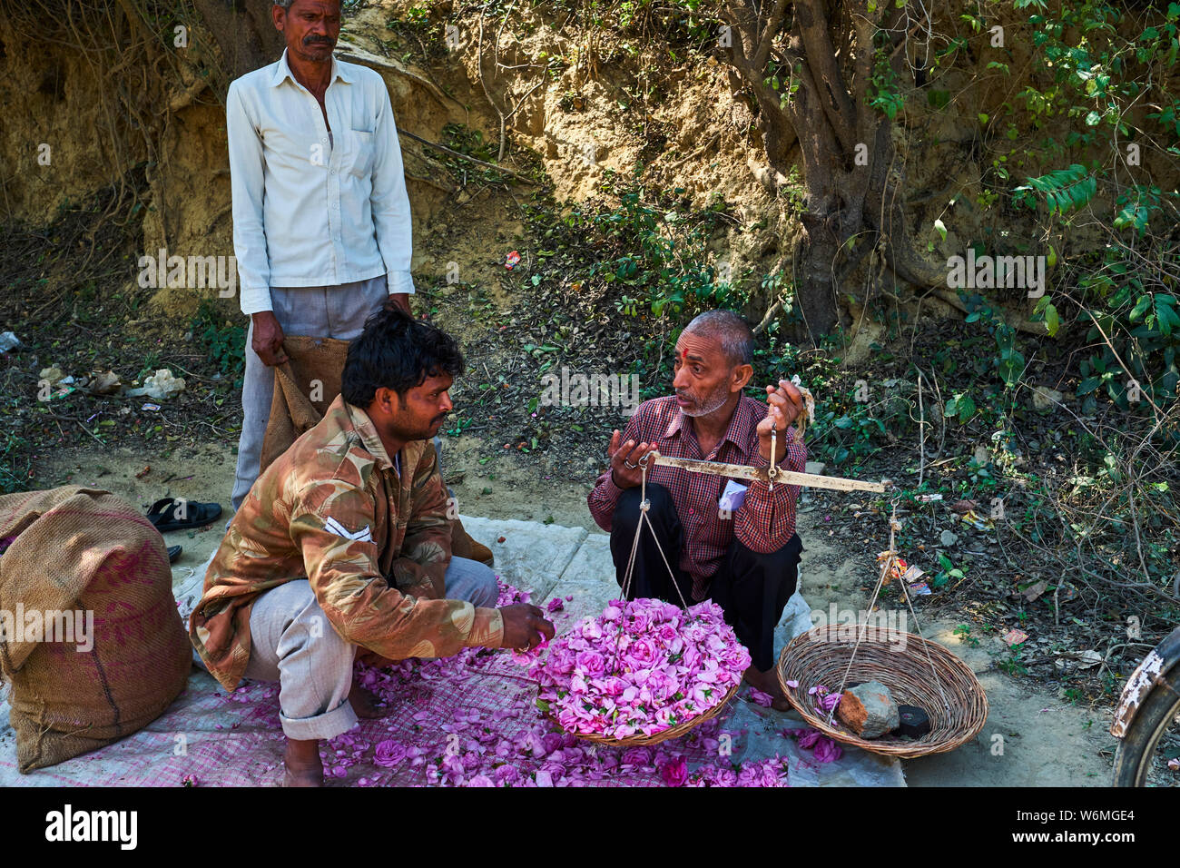 Man picking roses india hi-res stock photography and images - Alamy