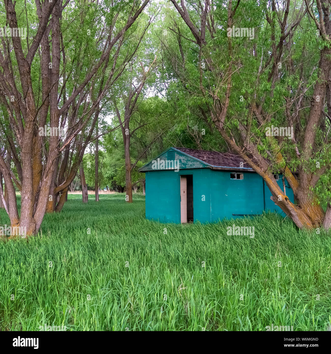 Square Green shed on a grassy field surrounded by trees under bright ...