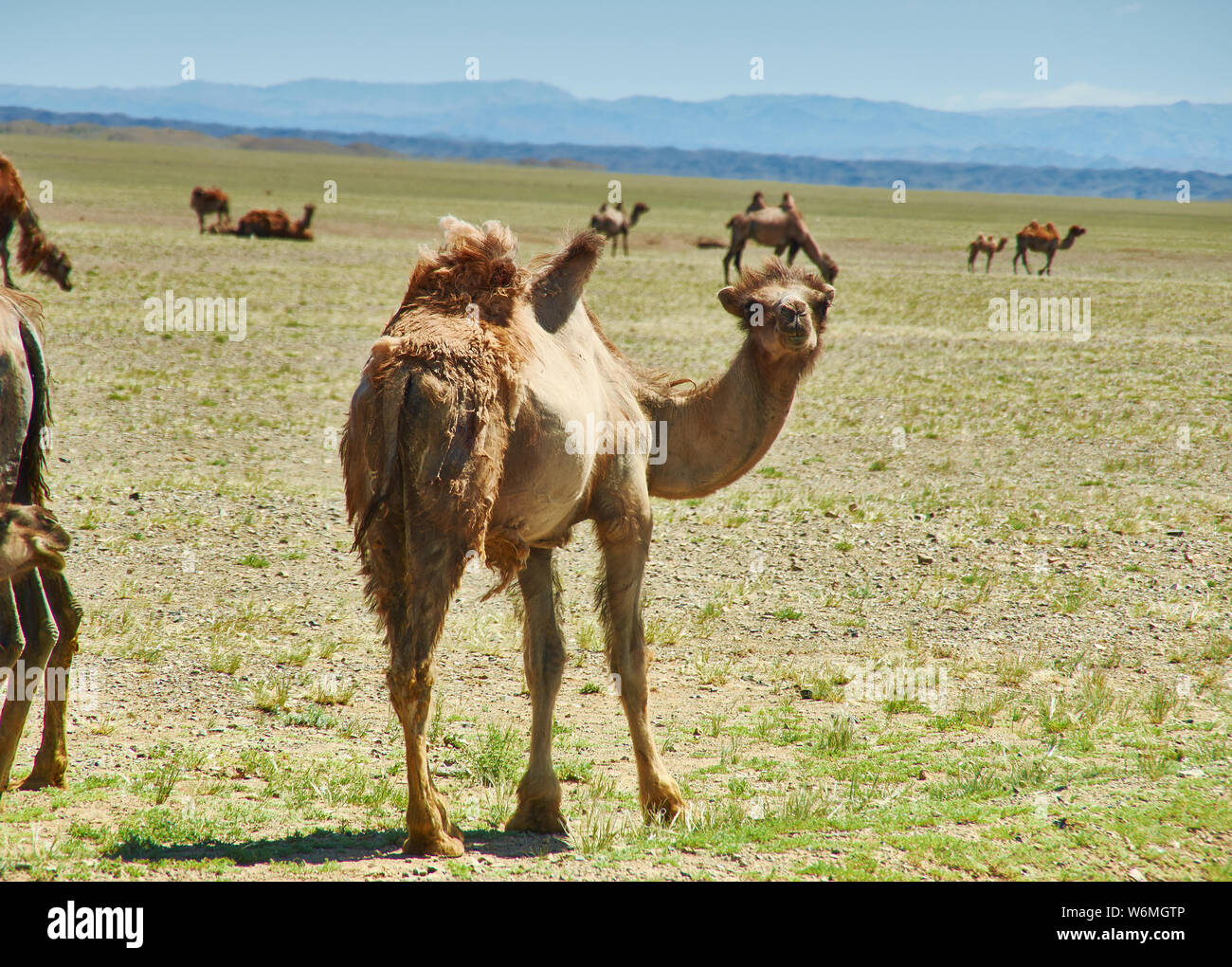 Bactrian or two-humped camel Gobi desert, Mongolia Stock Photo - Alamy