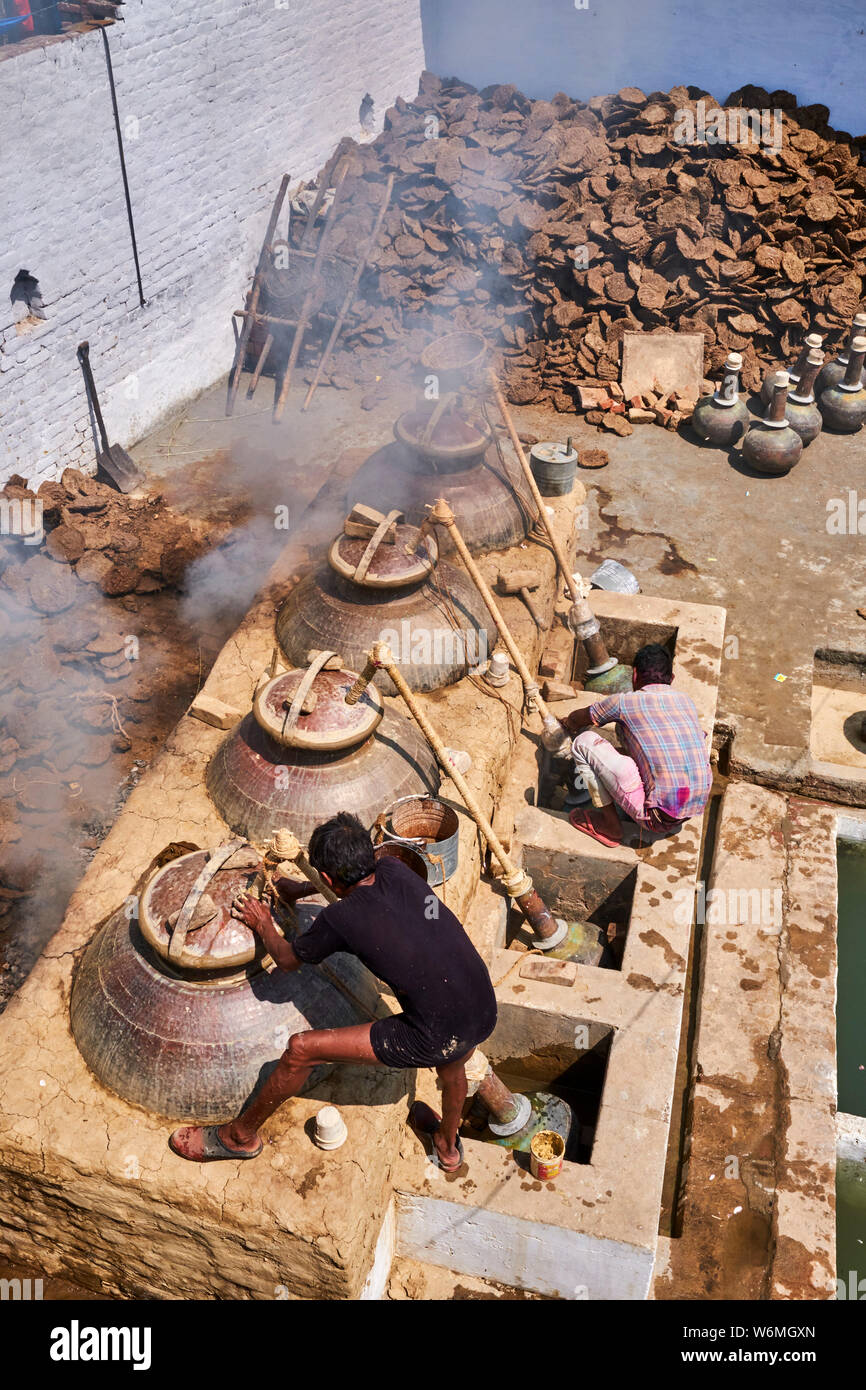 India, Uttar Pradesh, the city of perfumes where roses are distilled ...