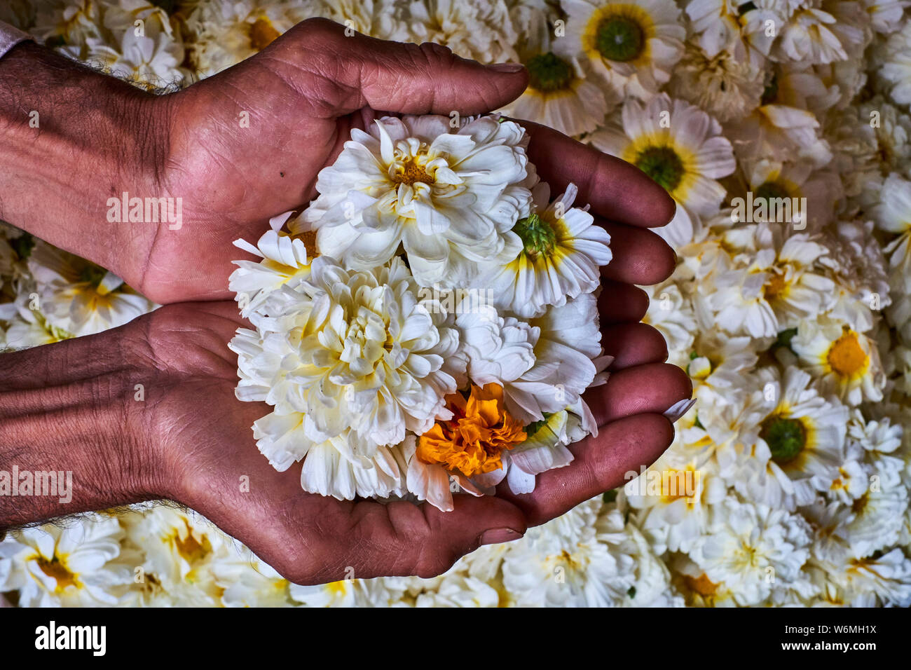 India, Rajasthan, Jaipur, flower market Stock Photo - Alamy