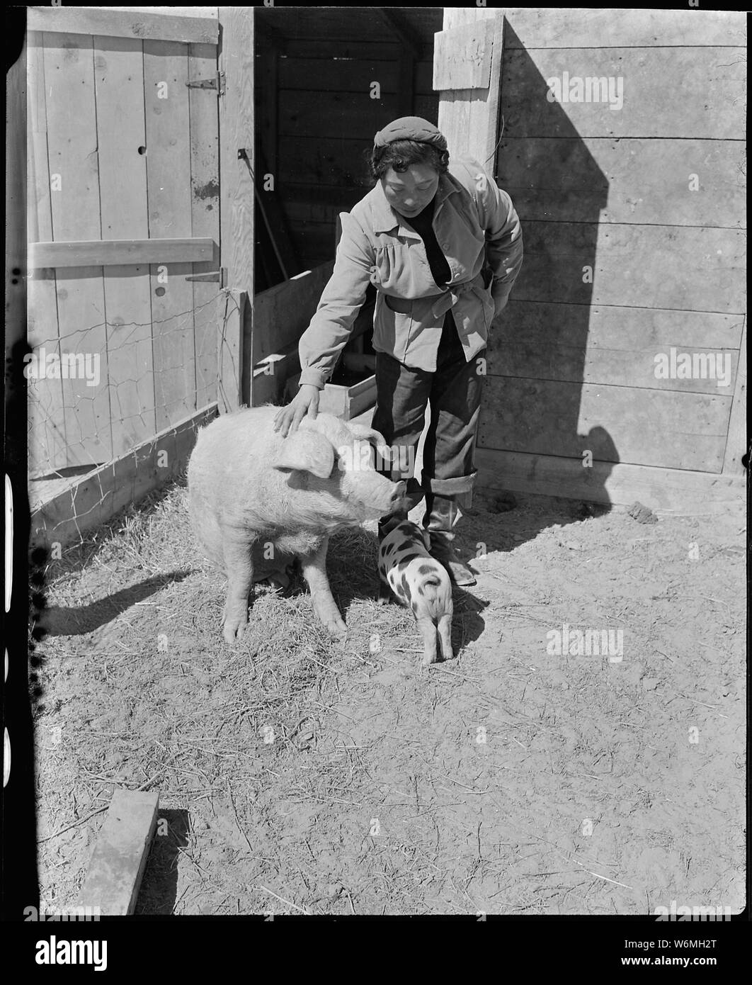Utah one of the caretakers on the hog farm hi-res stock photography and ...