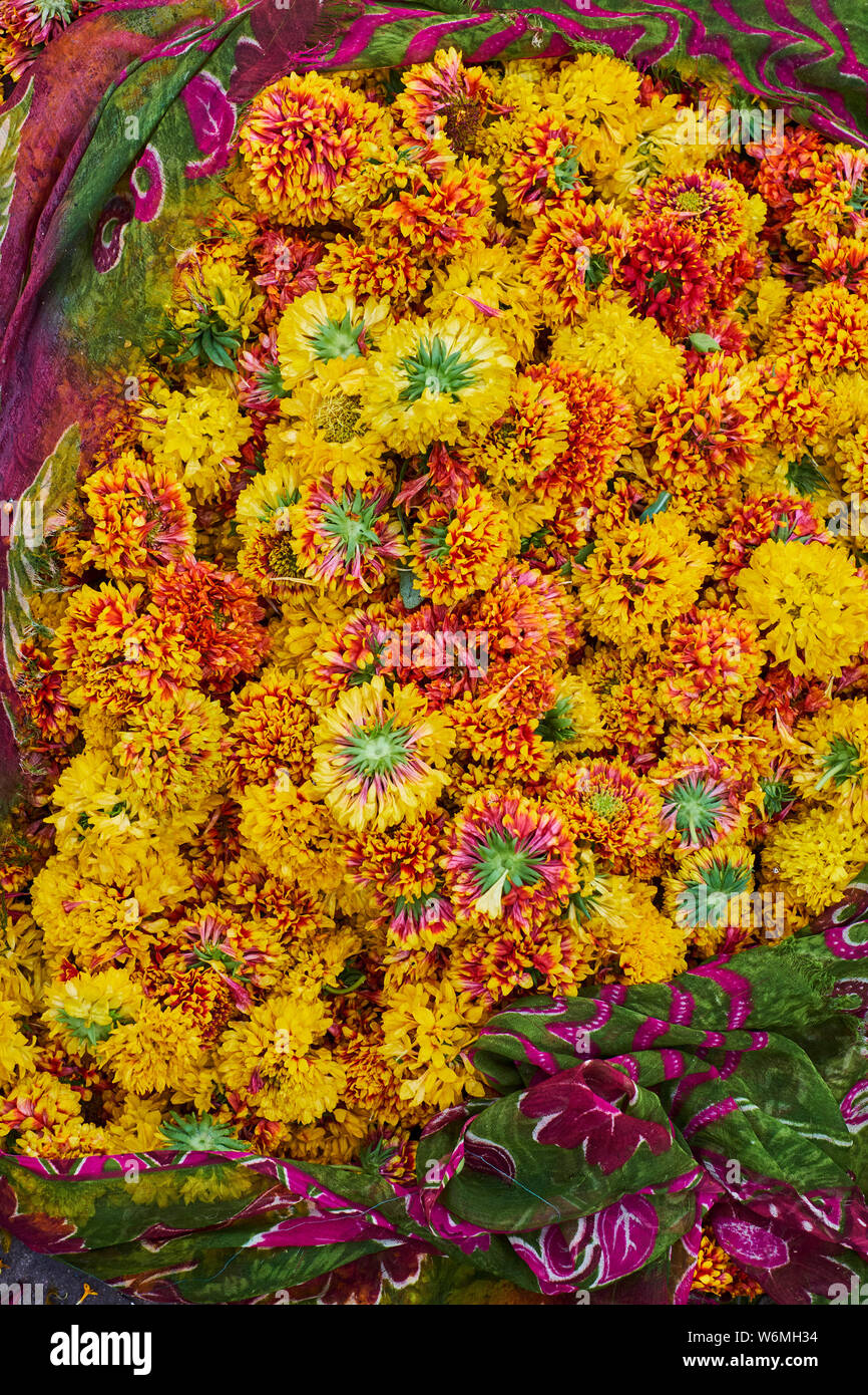India, Rajasthan, Jaipur, flower market Stock Photo - Alamy