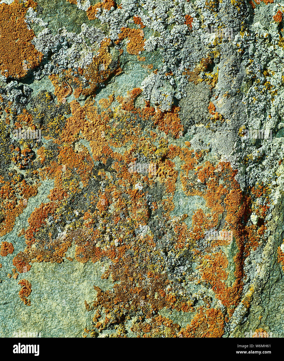 Mongolian Structure of surface of the stone,, large stone pattern Stock ...