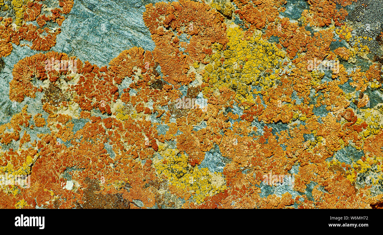 Mongolian Structure of surface of the stone,, large stone pattern Stock ...