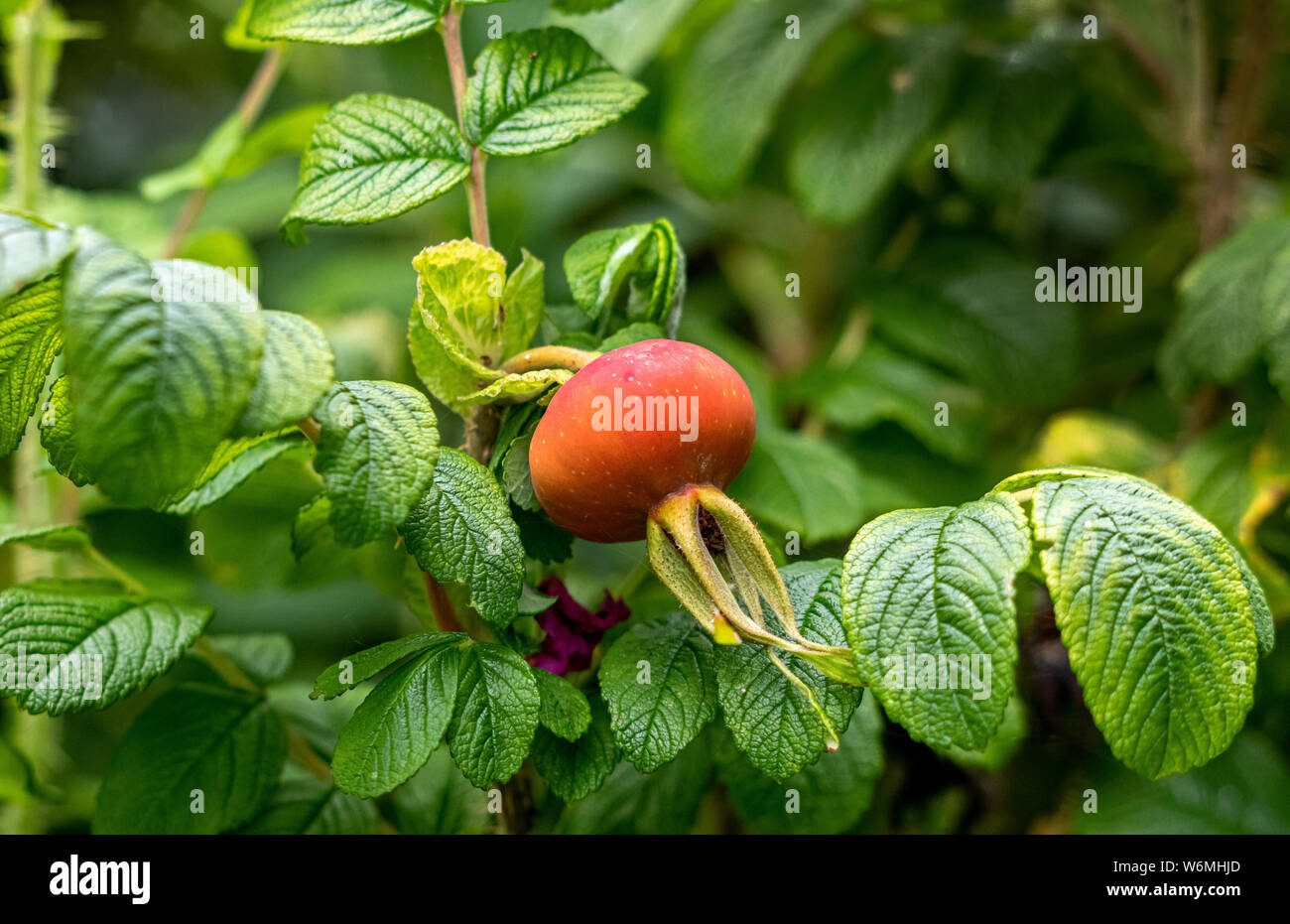 Rosehip leaf hi-res stock photography and images - Alamy